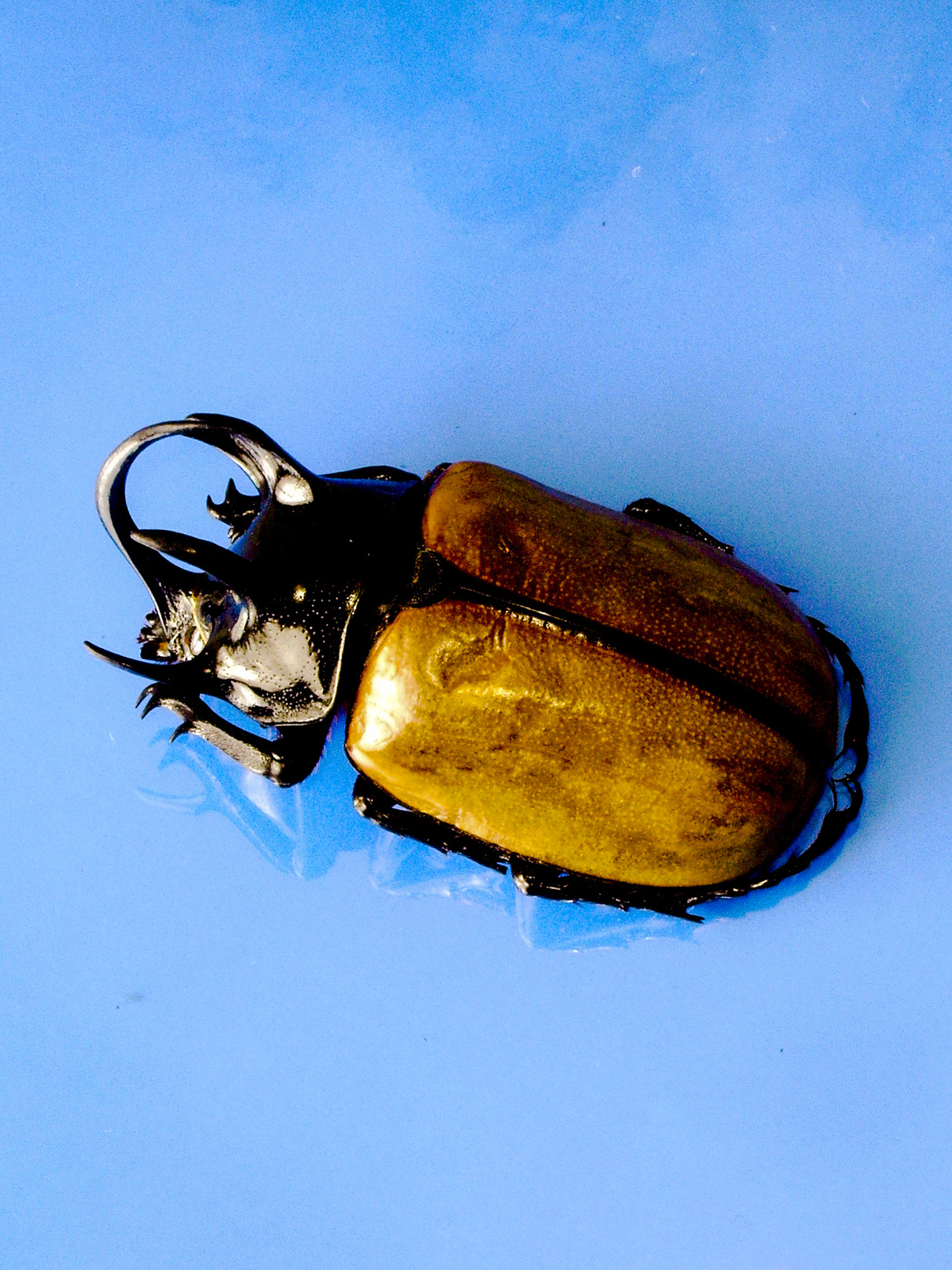 Still Life — Paris Benson