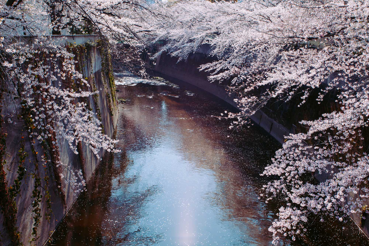 Tokyo's Best Cherry Blossom Viewing Spots — WHEN IN TOKYO | Tokyo's Art ...