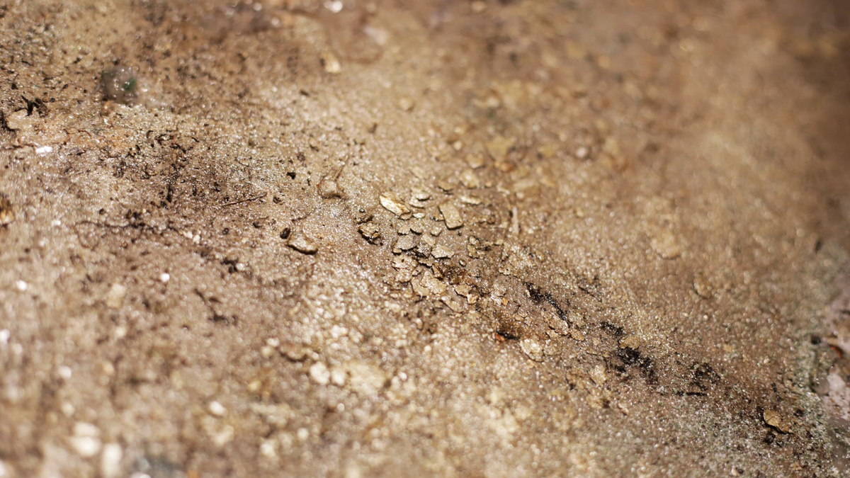 Golden Pine Woodsmoke — One Dust