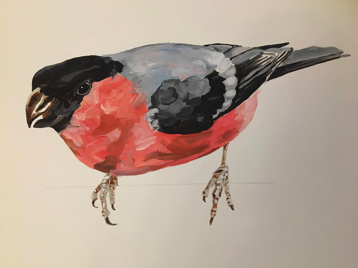 ‘Bullfinch’ — Geoff Sawers — The Canvas