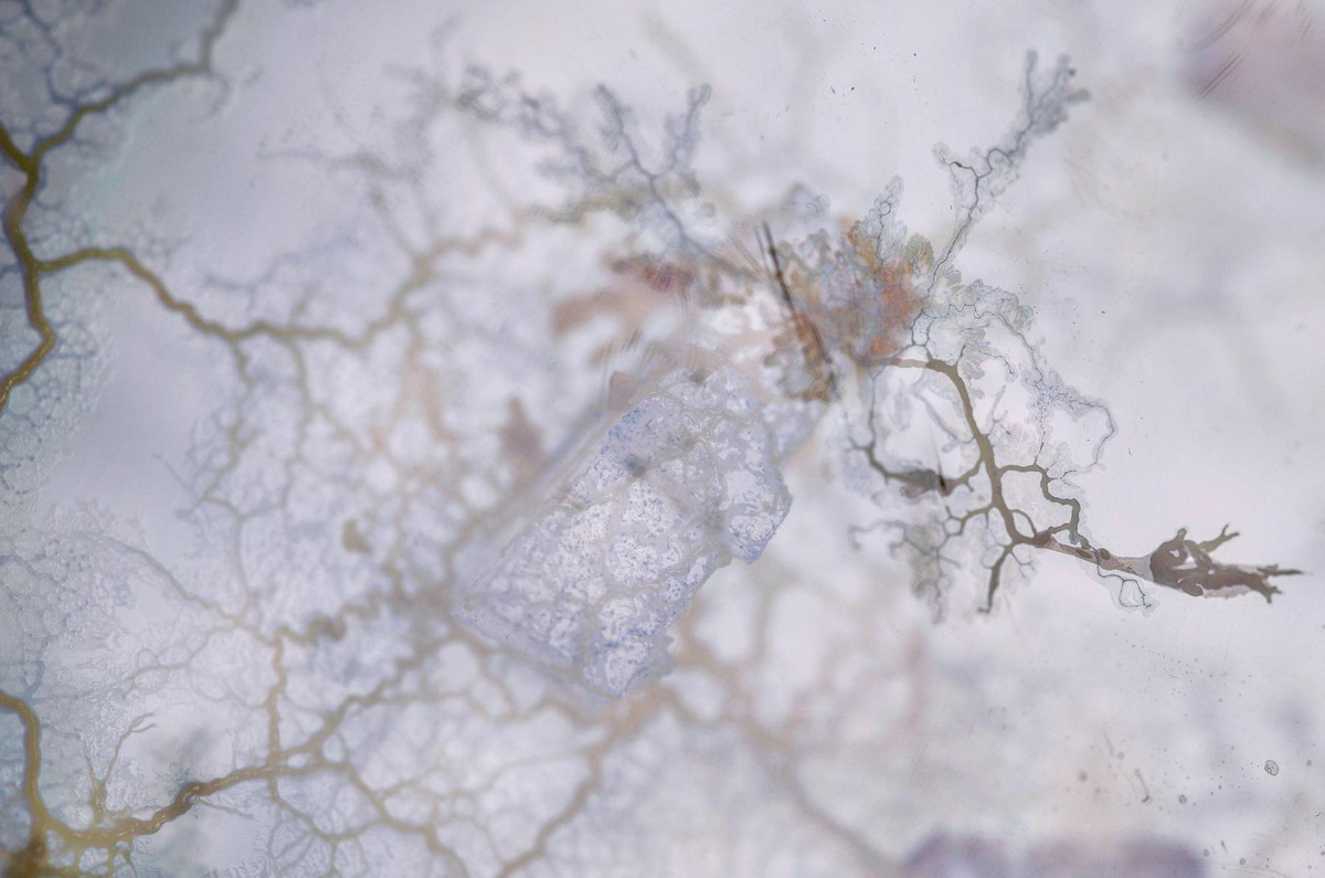 MAPPING SLIME MOLD — KIT ONDAATJE ROLLS