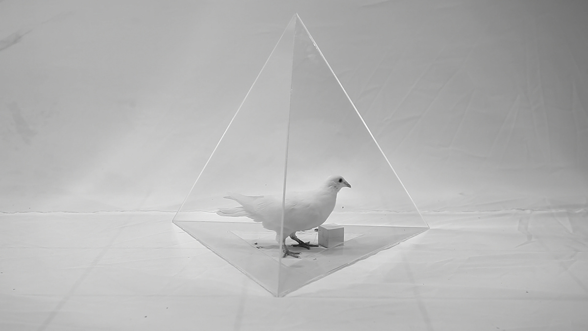 TRANSPARENT LIBERATION — Marco Schmitt