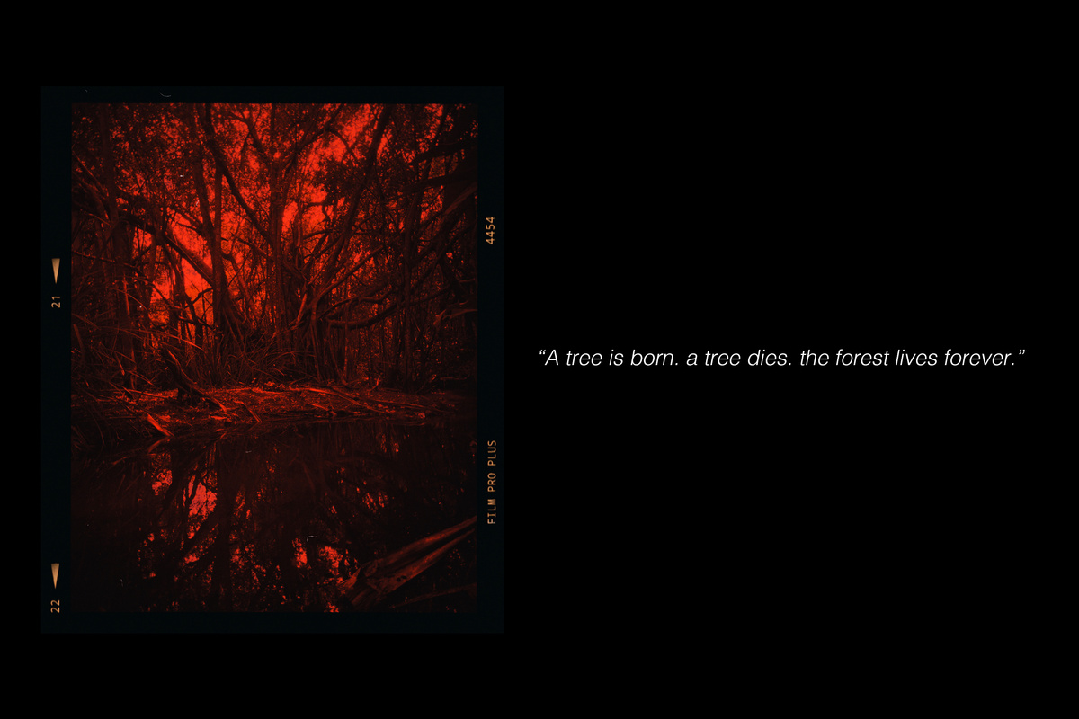 Blood Forest — Gab Mejia