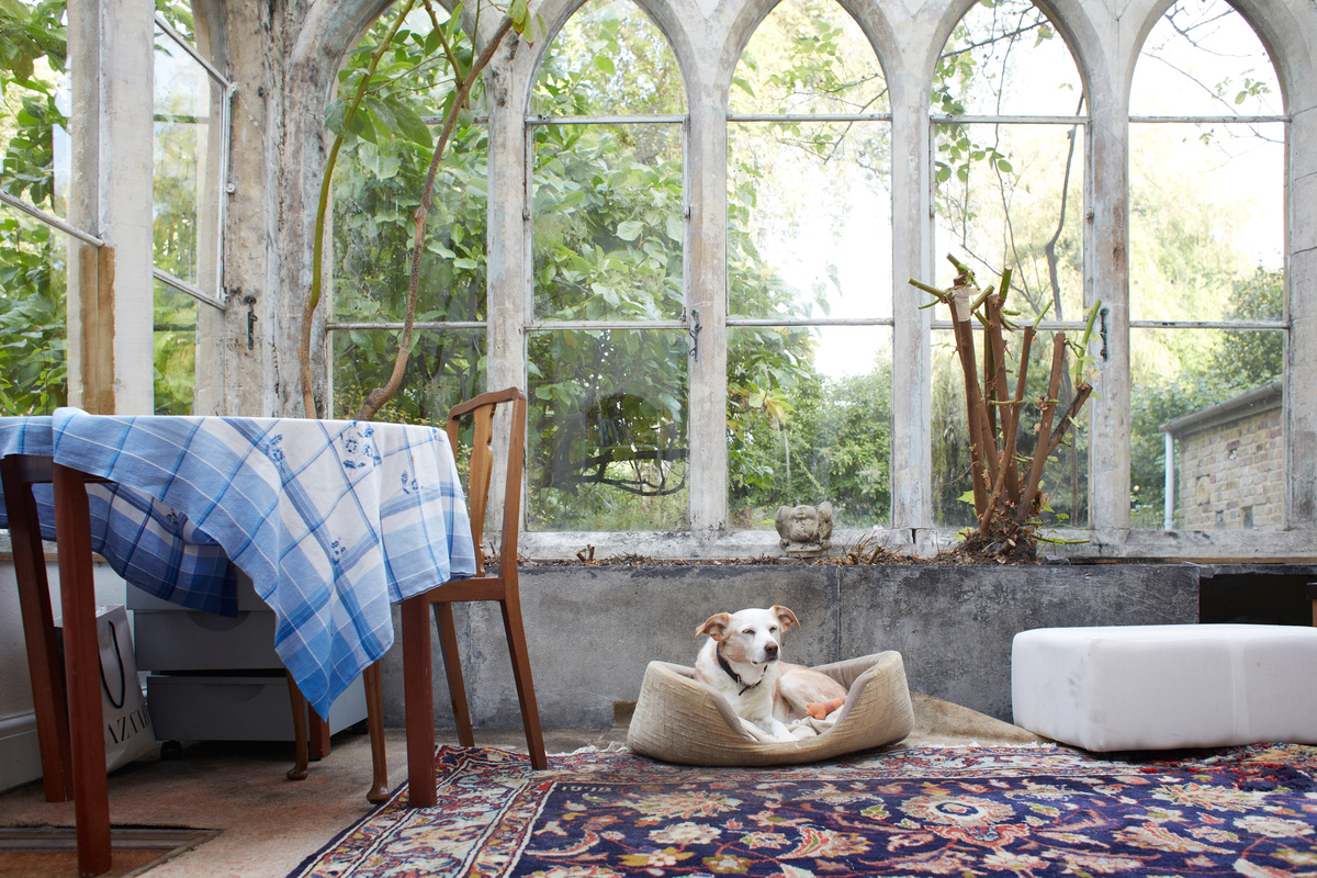 Old mutts – Portraits of old mongrel dogs at home. — Maria Spann