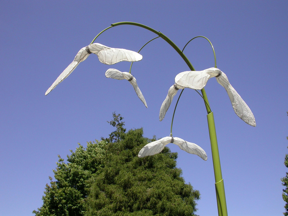 Samara — Susan Zoccola