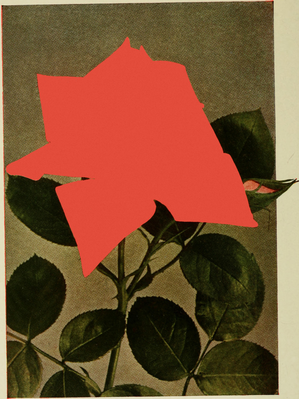 Collage Sketches — Rosanna Webster