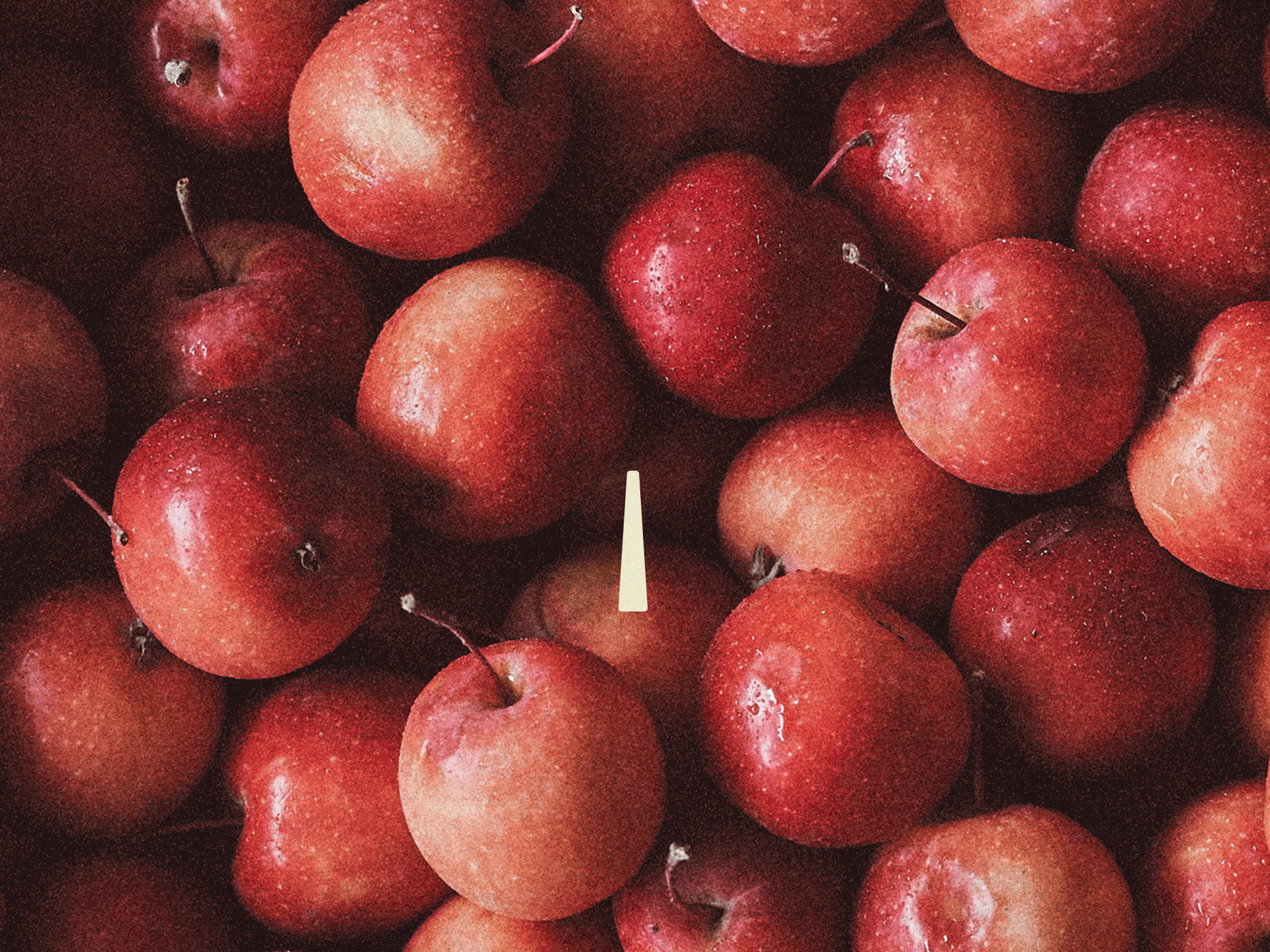 Number Twelve Cider — Buddy-Buddy | A branding and packaging design ...