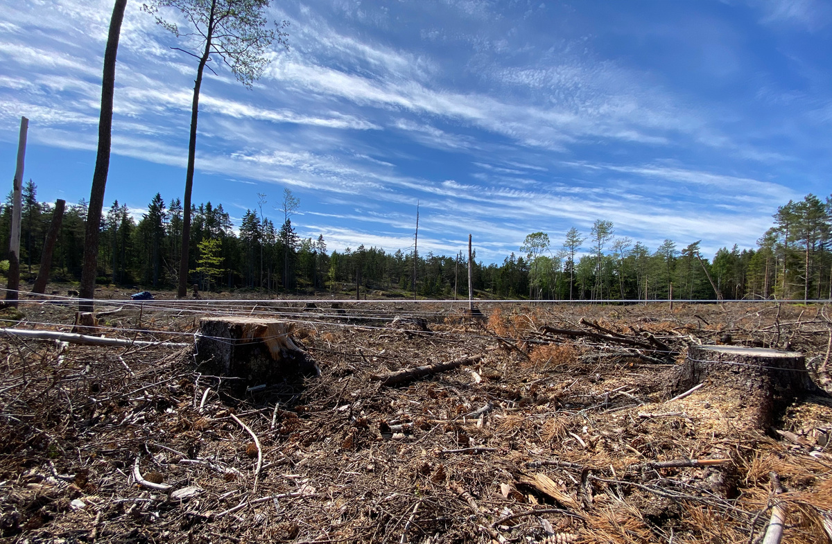 Measuring / Paired (Korppoo, Finland, 2022) — Alyssa Schwann