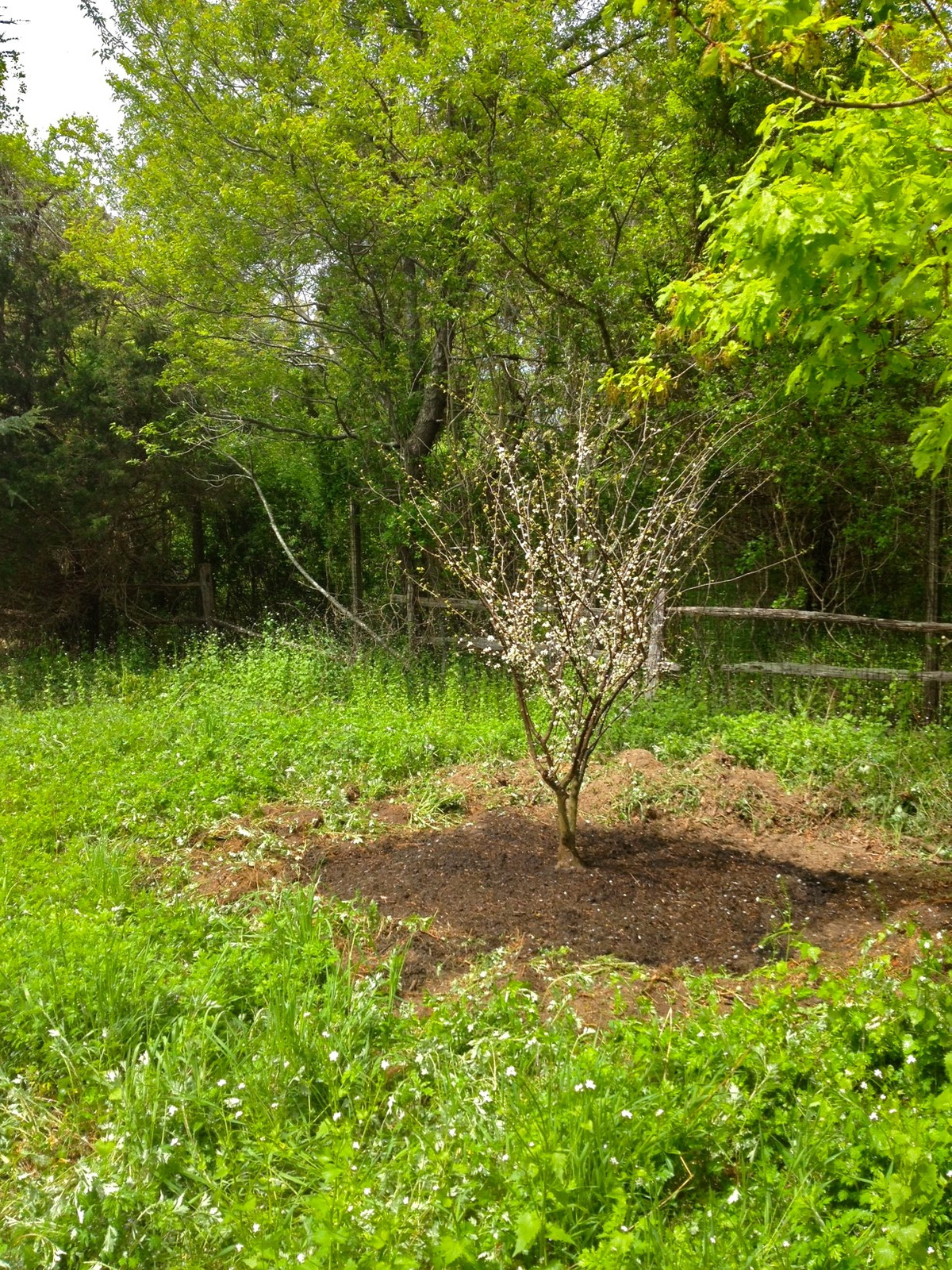 FOLLY TREE ARBORETUM — tuckermarder