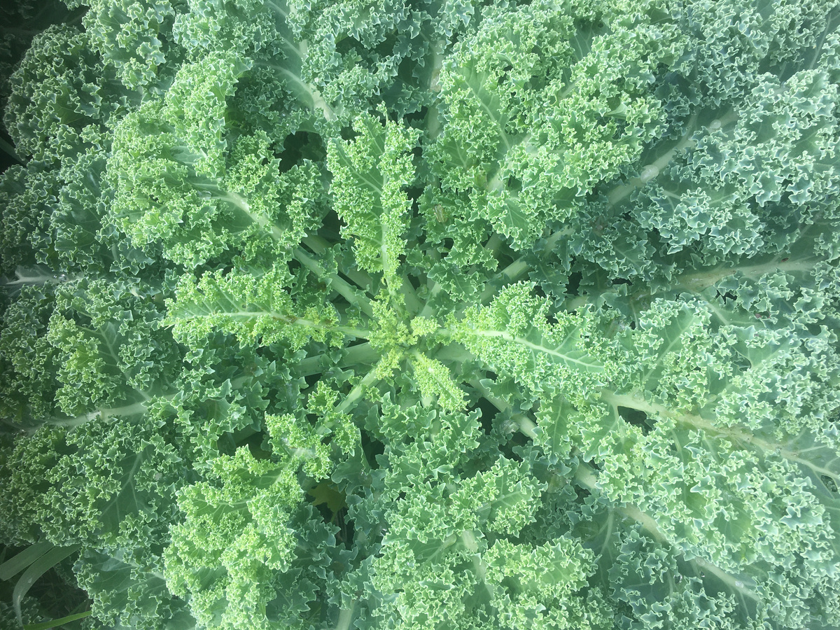 Boerenkool • Kale — plukcsa