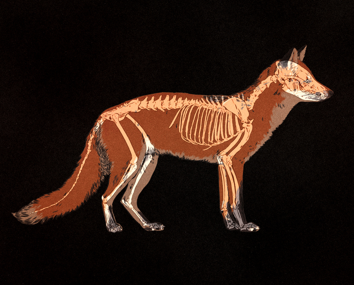 FOXES — Vector That Fox