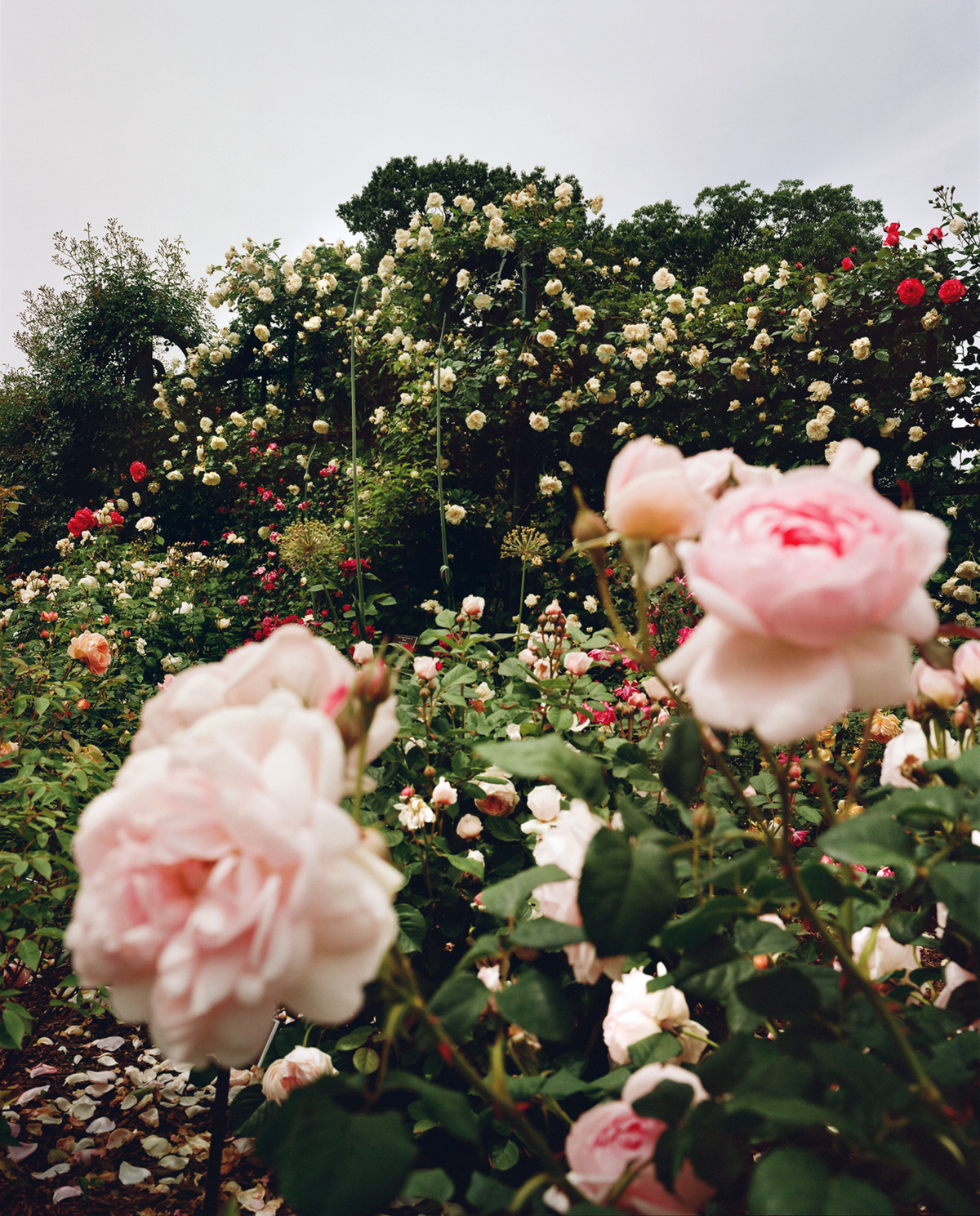 Flowers — COLLIN HUGHES