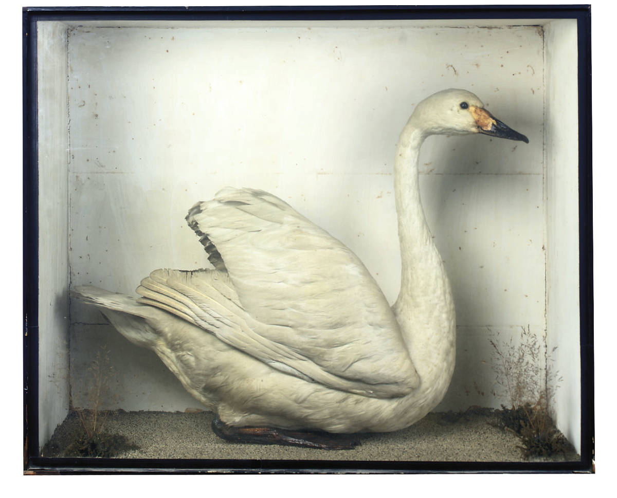 Jake Fournier — Hotel