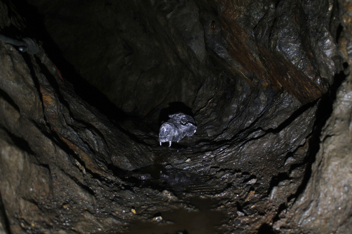 Decco's Cave — Rory Malone