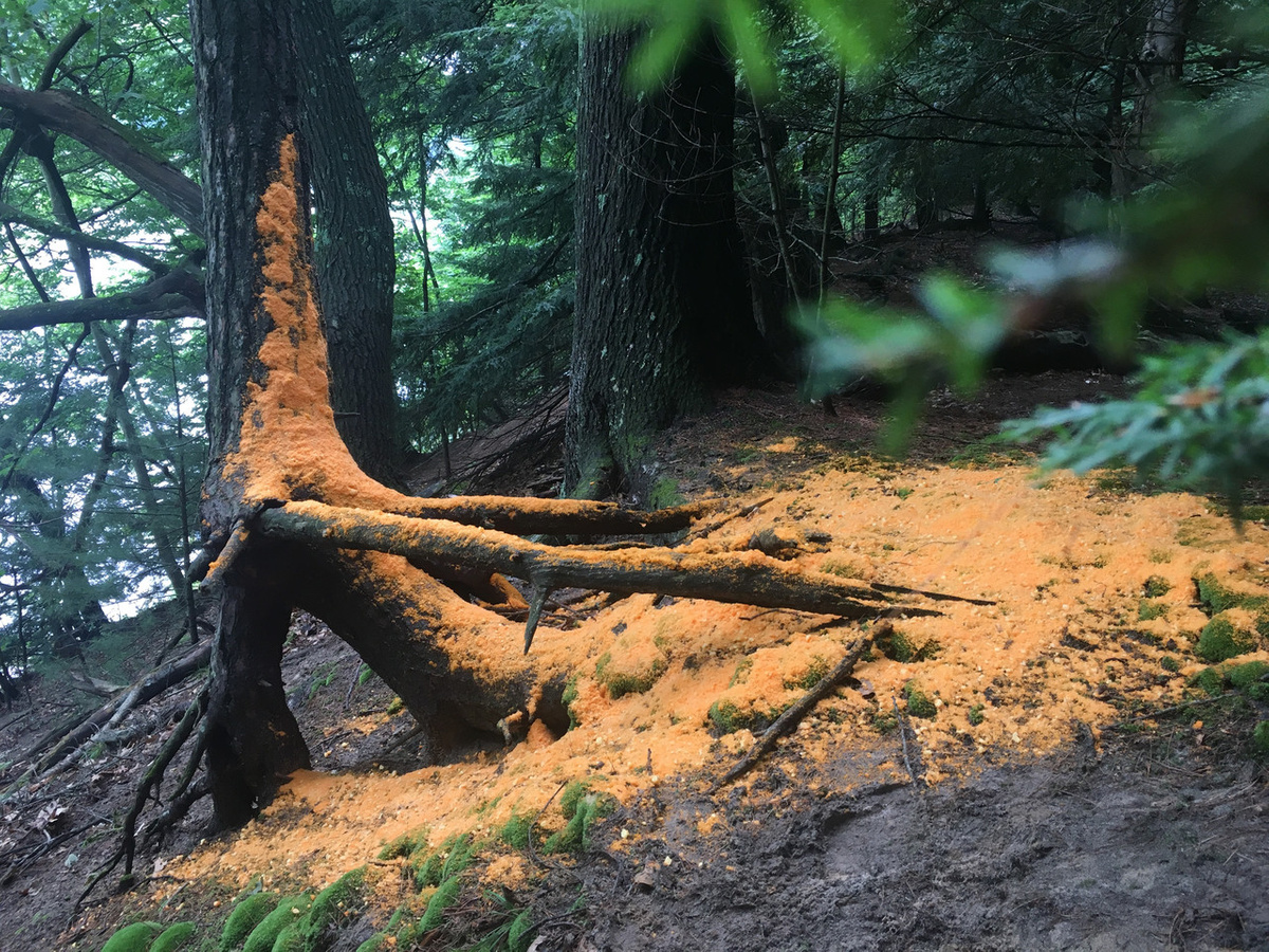 CHEETO SPORES — alcidebreaux.com