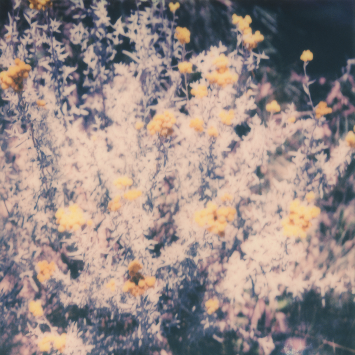 botanic — Joe Nigel Coleman