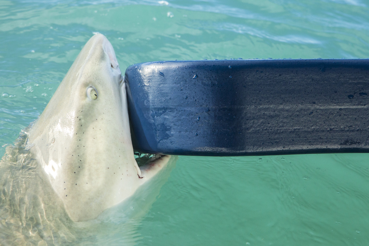 SHARK SHAPES — tuckermarder