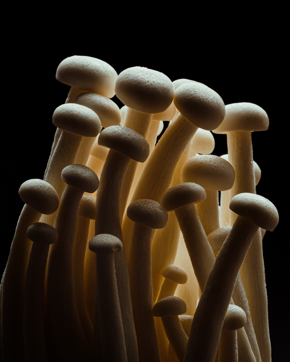 ephemeral forms — Ali Sahba