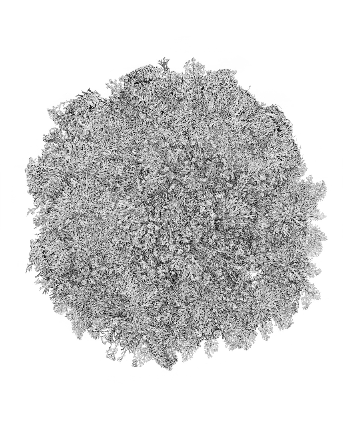 Jericho Labyrinths — Stellarhighway