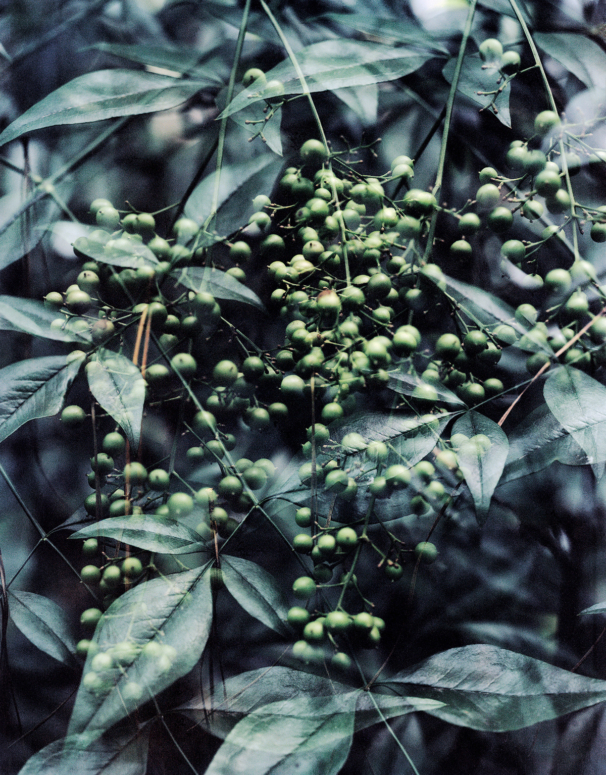 A Mirror Not a Crystal — Justin James Reed