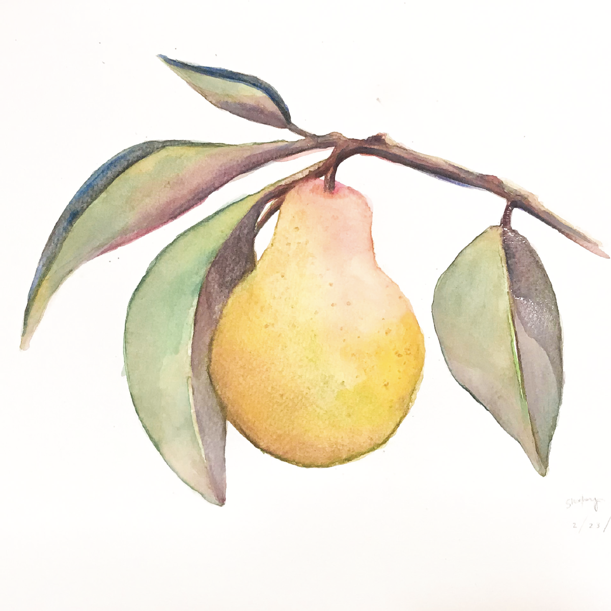 Digital Illustration — Shannon Healey Design