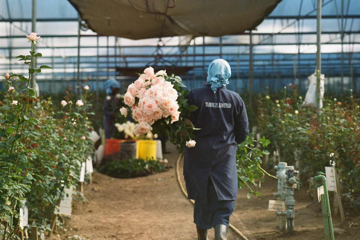 When Life Gives You Roses, by C. McDowell — Plant Fever