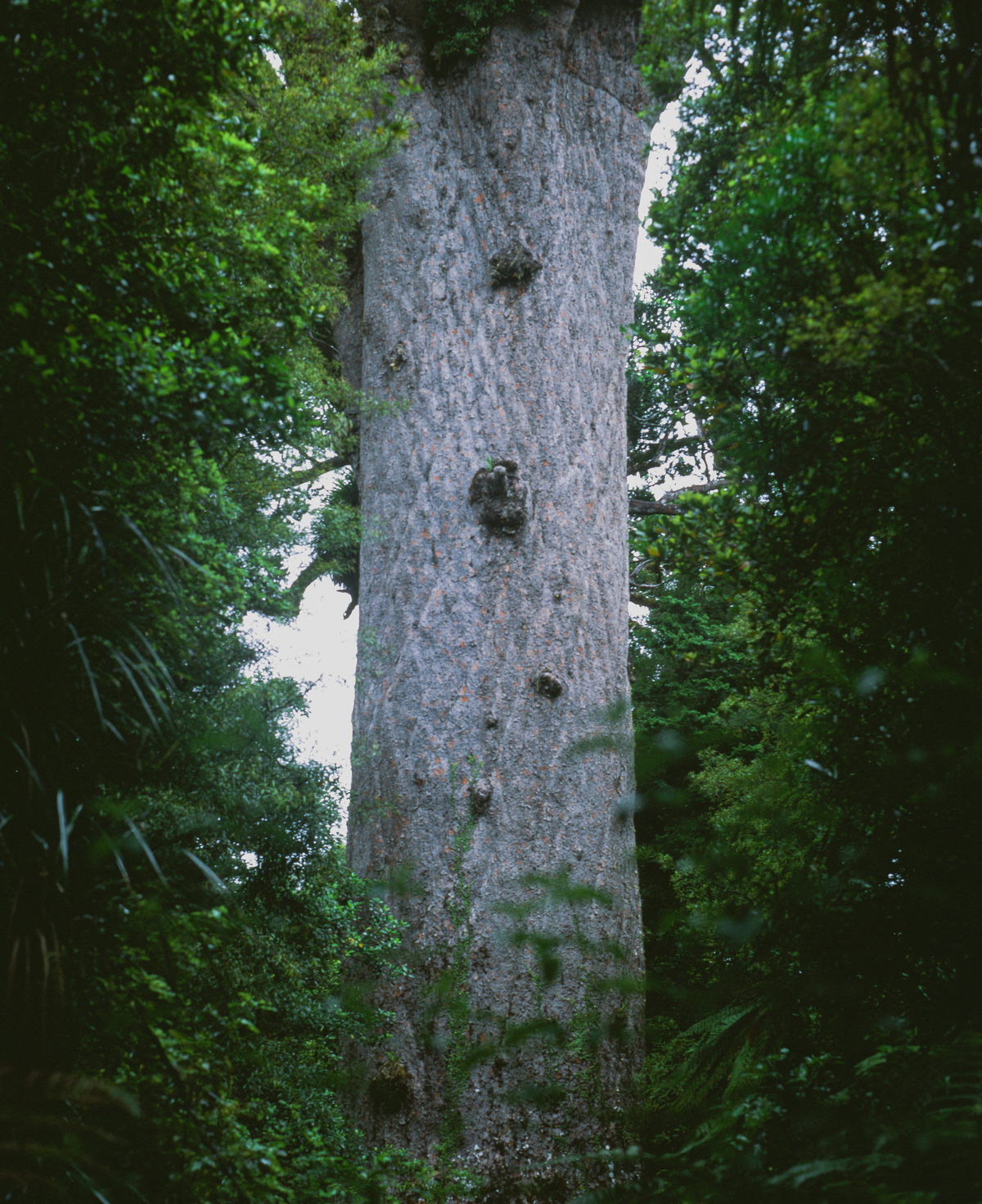 i-io-matua-kore — A Living Giant