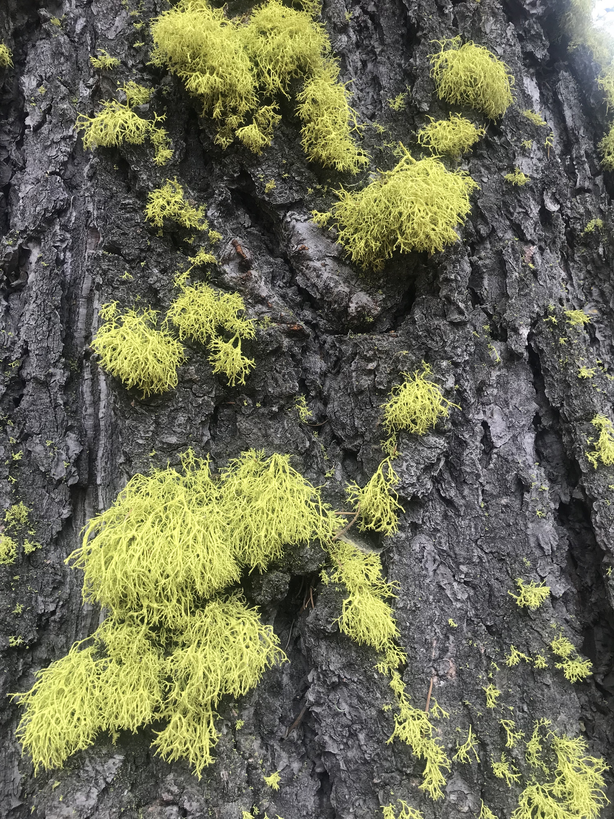 WHAT IS A LICHEN collection — Lichens CitiSci