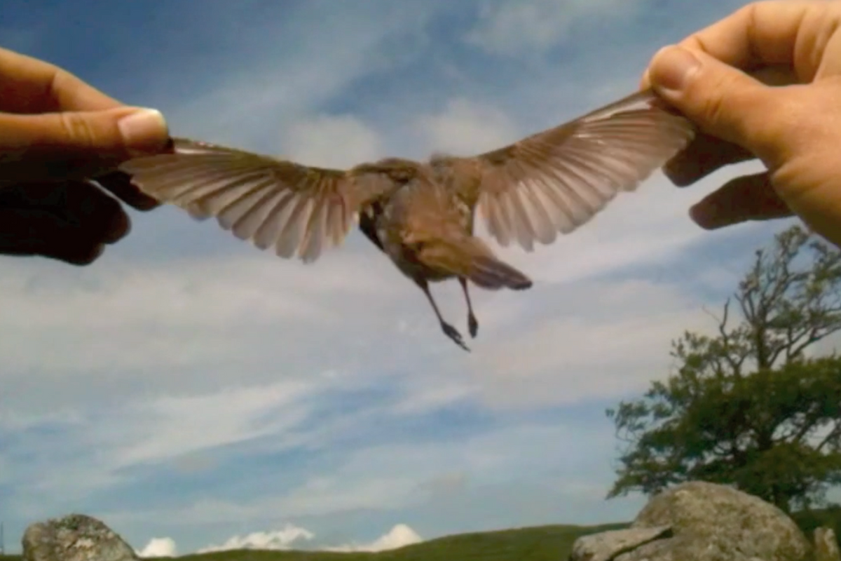 Lisa Slominski responsive text: Alicia Radage + Benjamin Sebastian ...