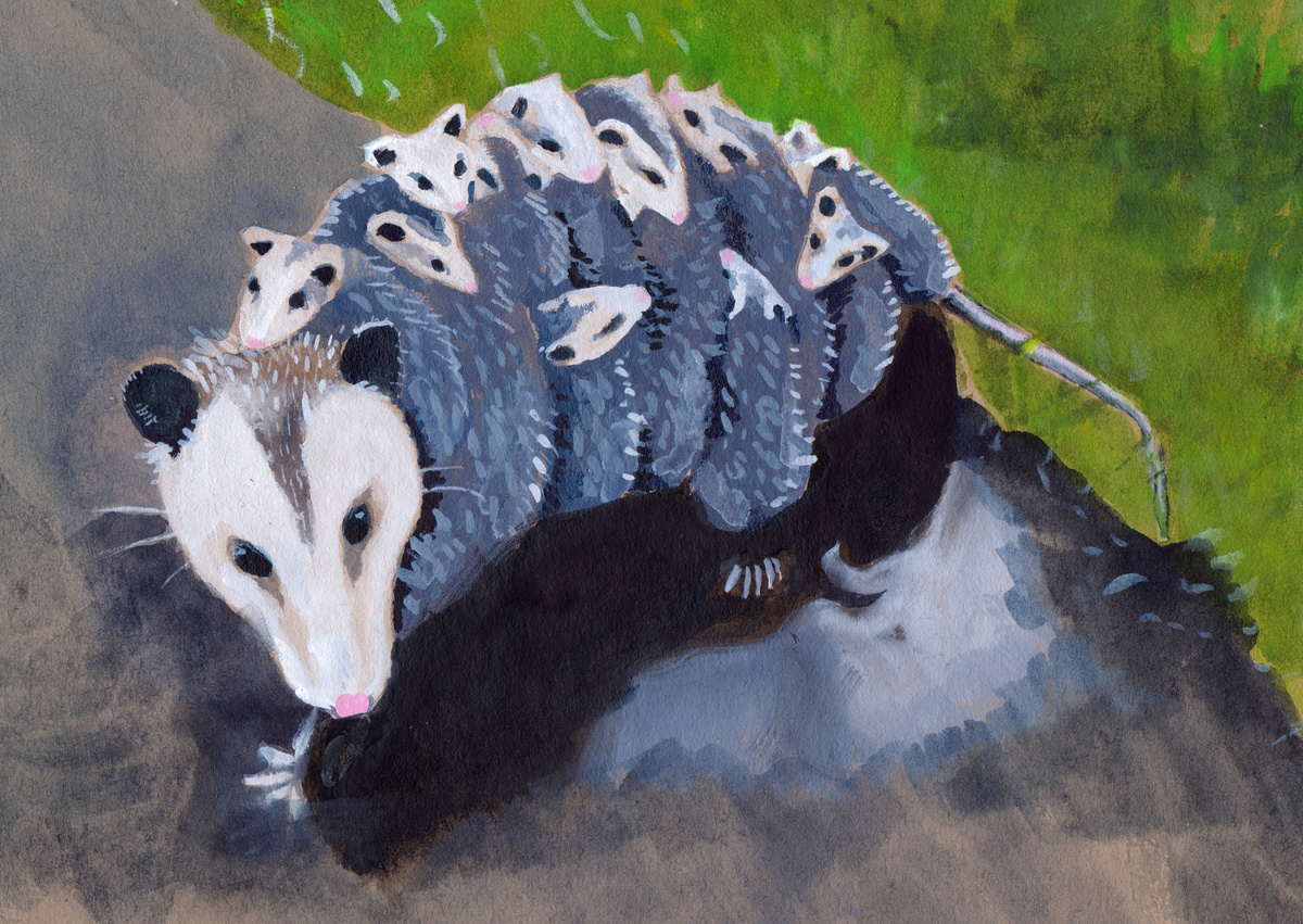 Opossum Family Crossing — Emily L Cote