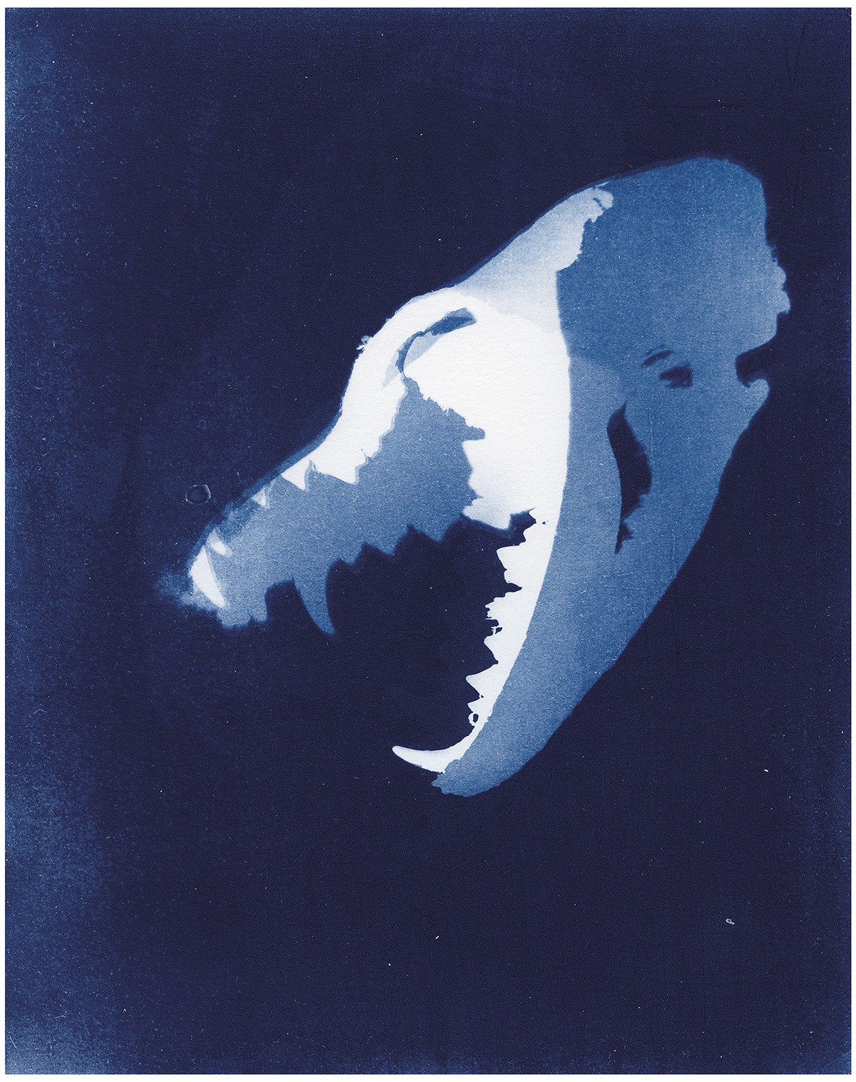 Some Queer Animals — Roelof Bakker – artist