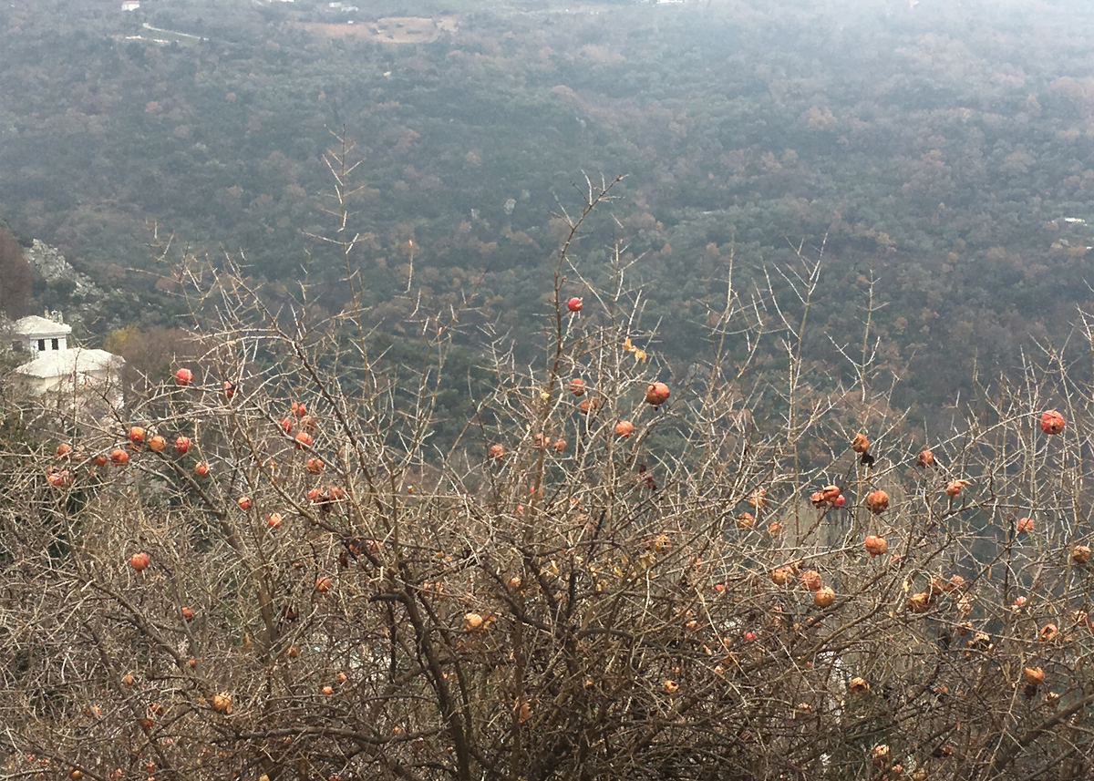 Bio — Zeynep Toraman