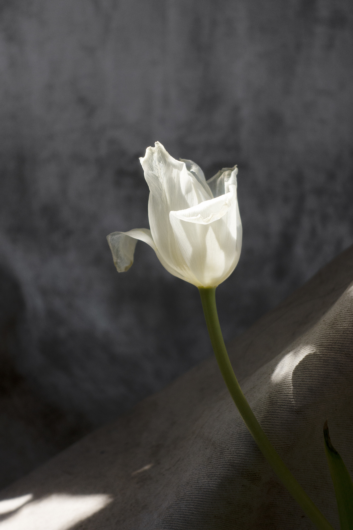 Poids, plumes — Sara A.Tremblay