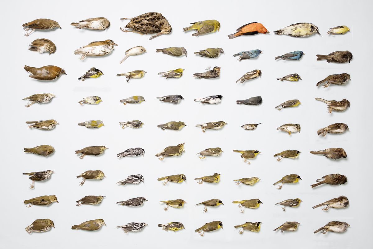 Project Safe Flight — famefamefame