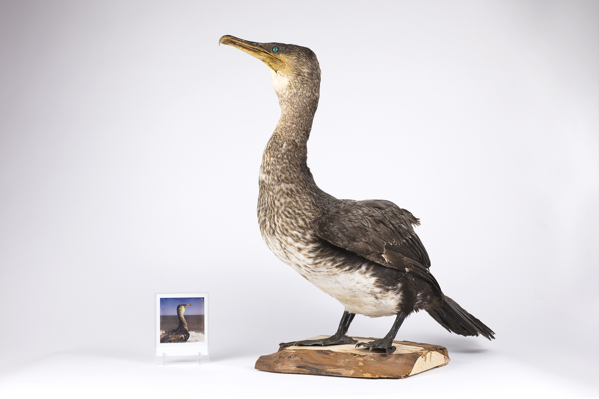 Birding — Daniel & Clara