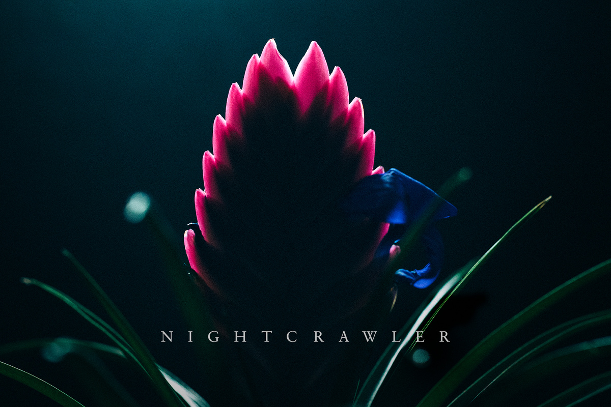 Nightcrawler — Main Title Sequence — Melissa Kim | Visual Designer