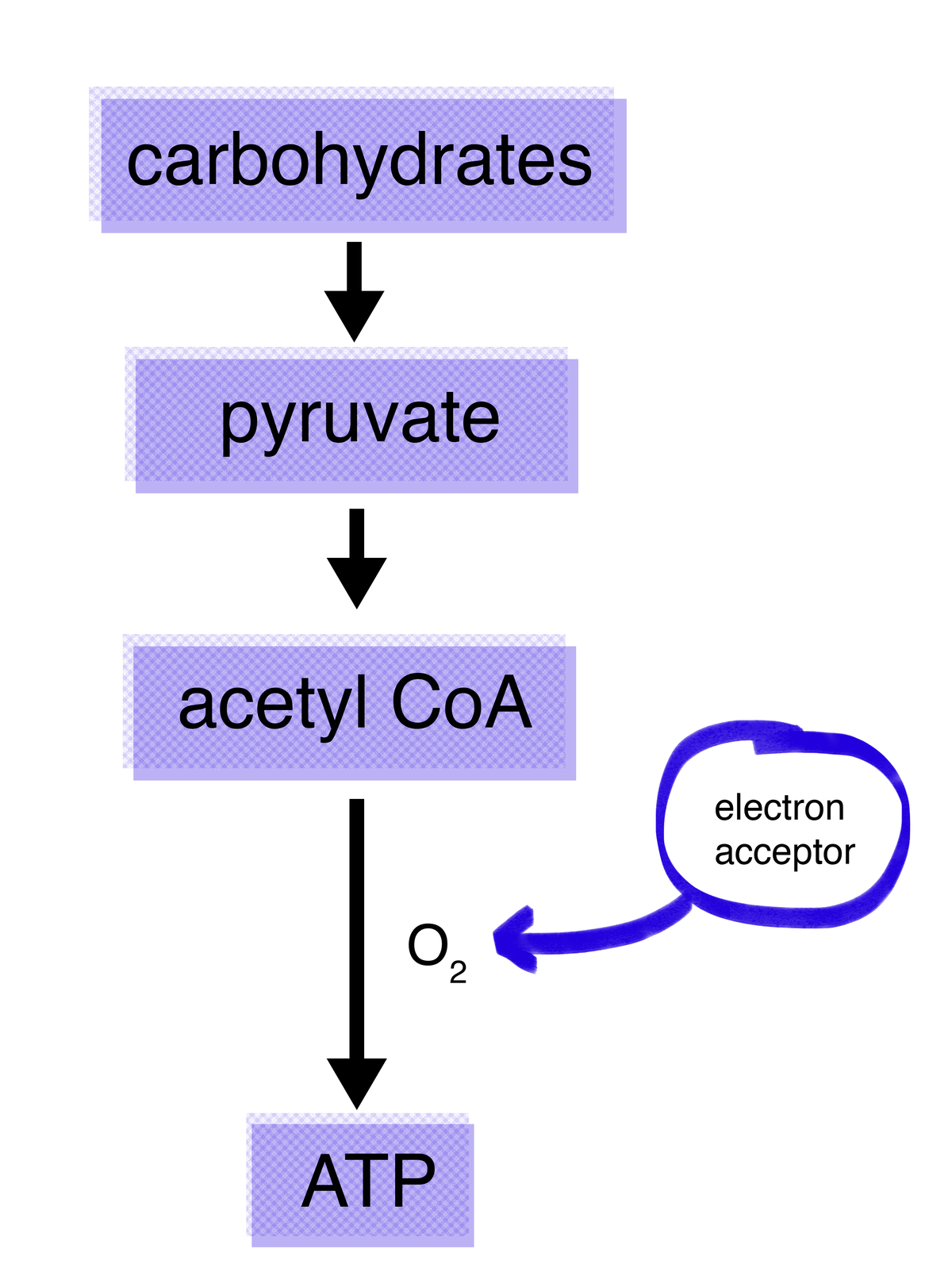 14 hybrid respiration — Rotten Menu