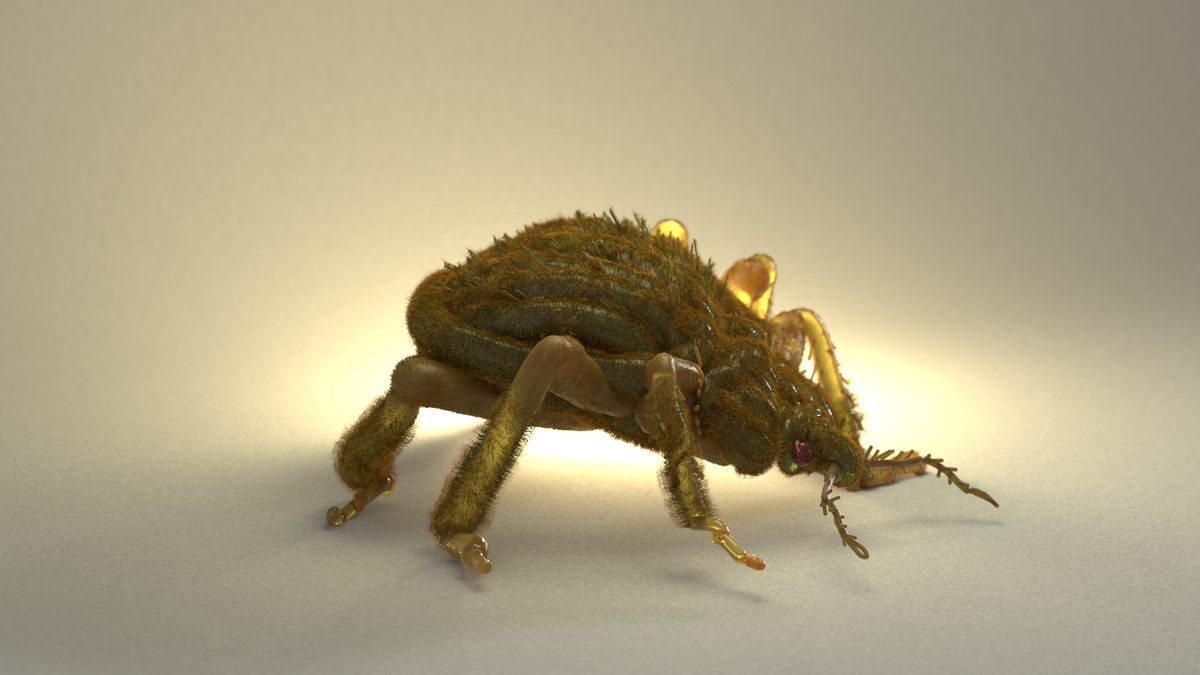 How to Appreciate Insects — Rients Willy Dijkstra