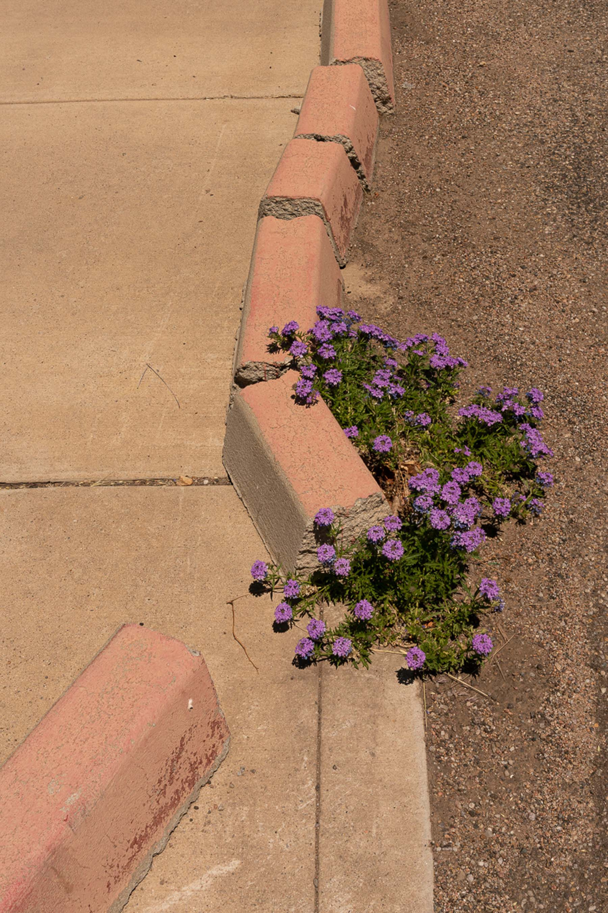 NATALIE CHRISTENSEN — NOICE Magazine: Championing Unconventional Visual ...