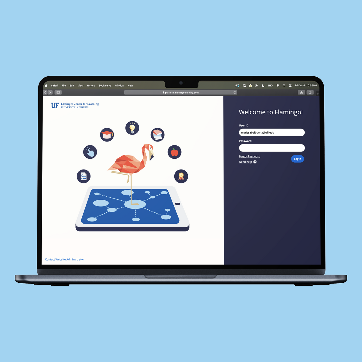 Flamingo Learning — Buena Type