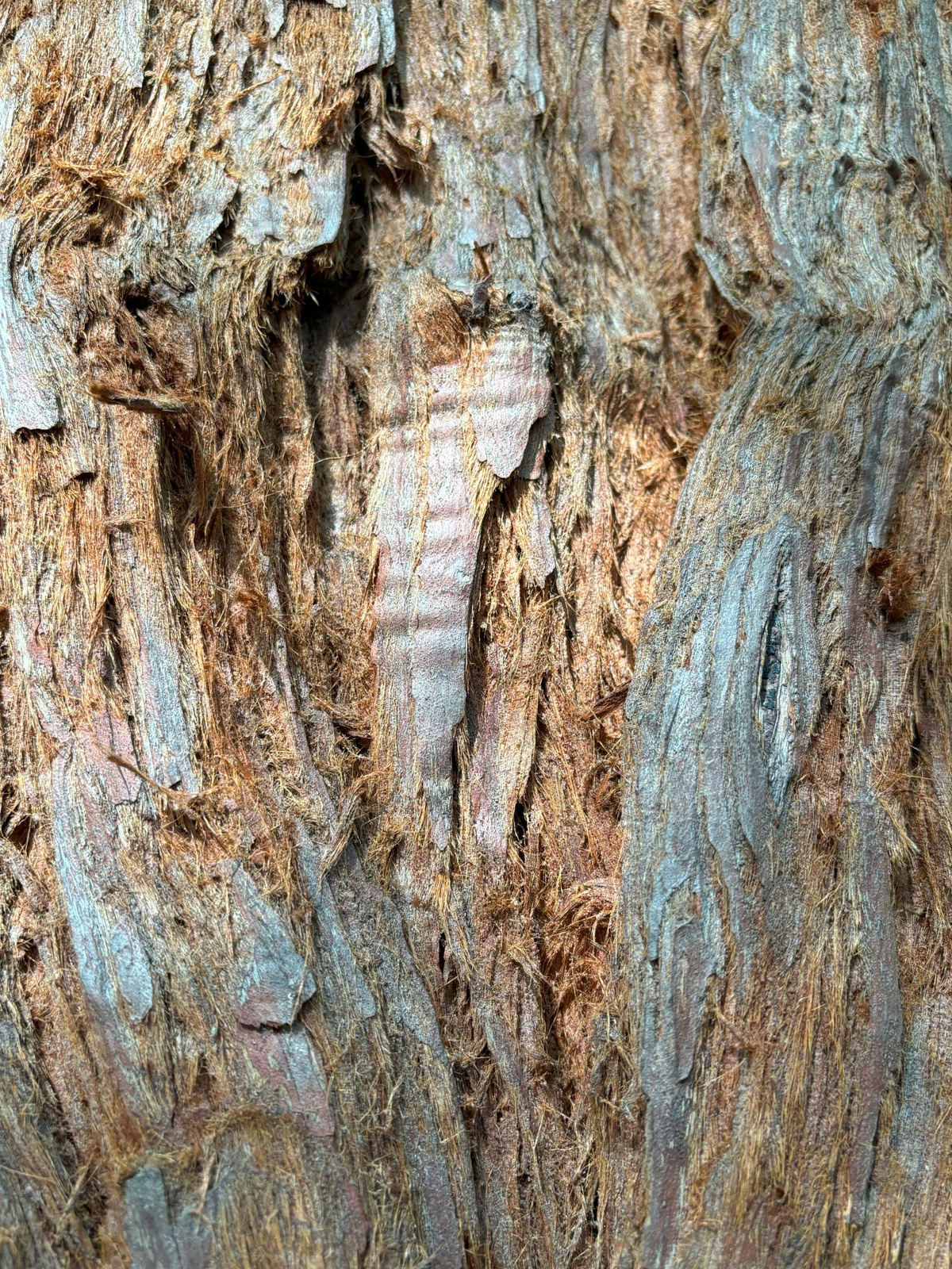 Jade Gao — Sonic Geographies