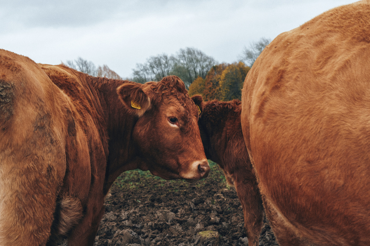 December 2021 ・ REKKI — Marco Kesseler