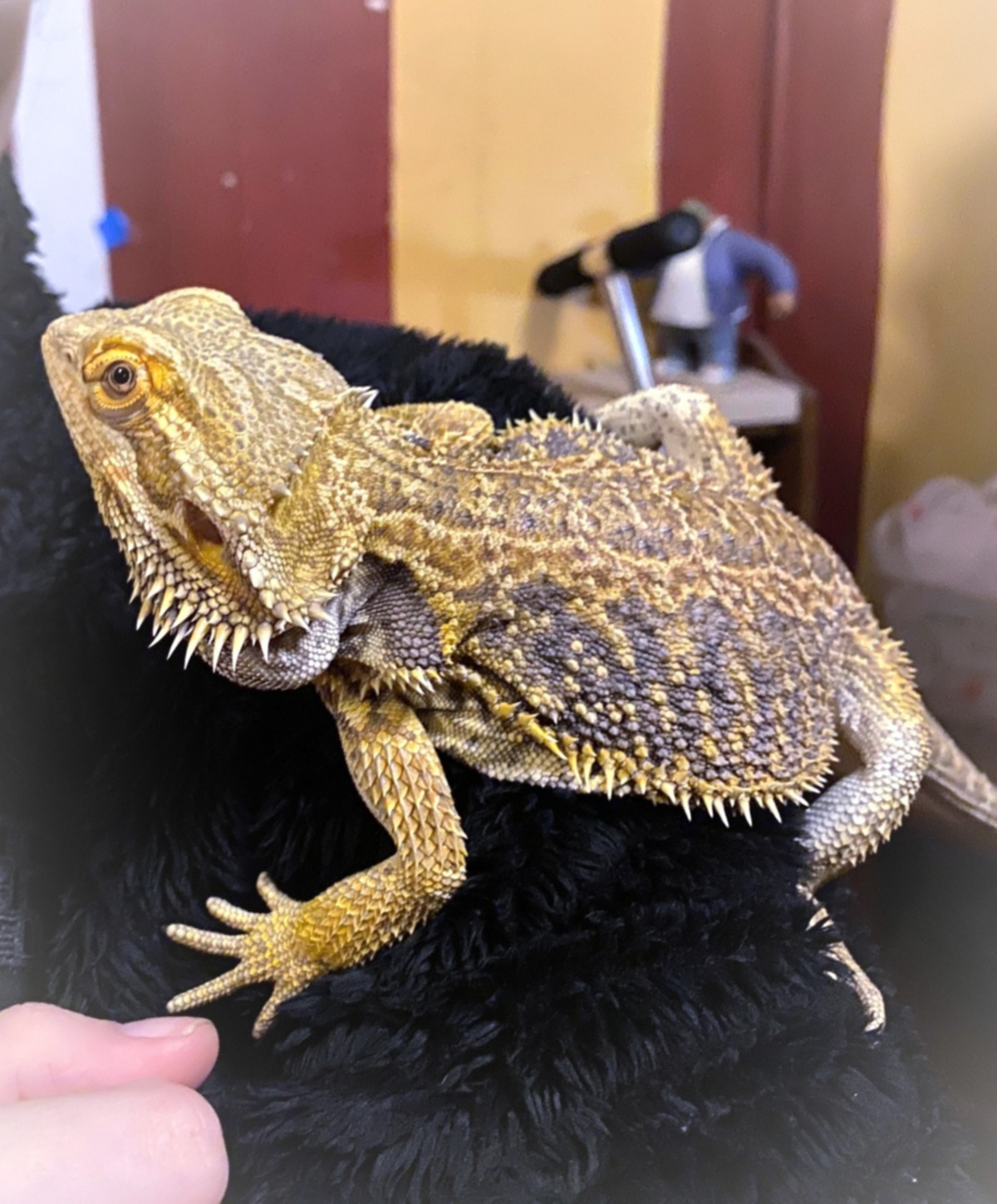 Our Animals — Revolution 9