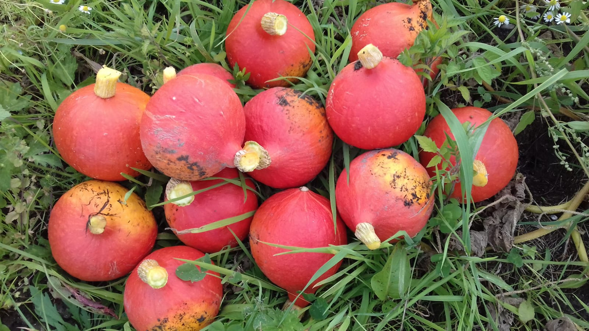 Kuri pompoen • Kuri squash — plukcsa