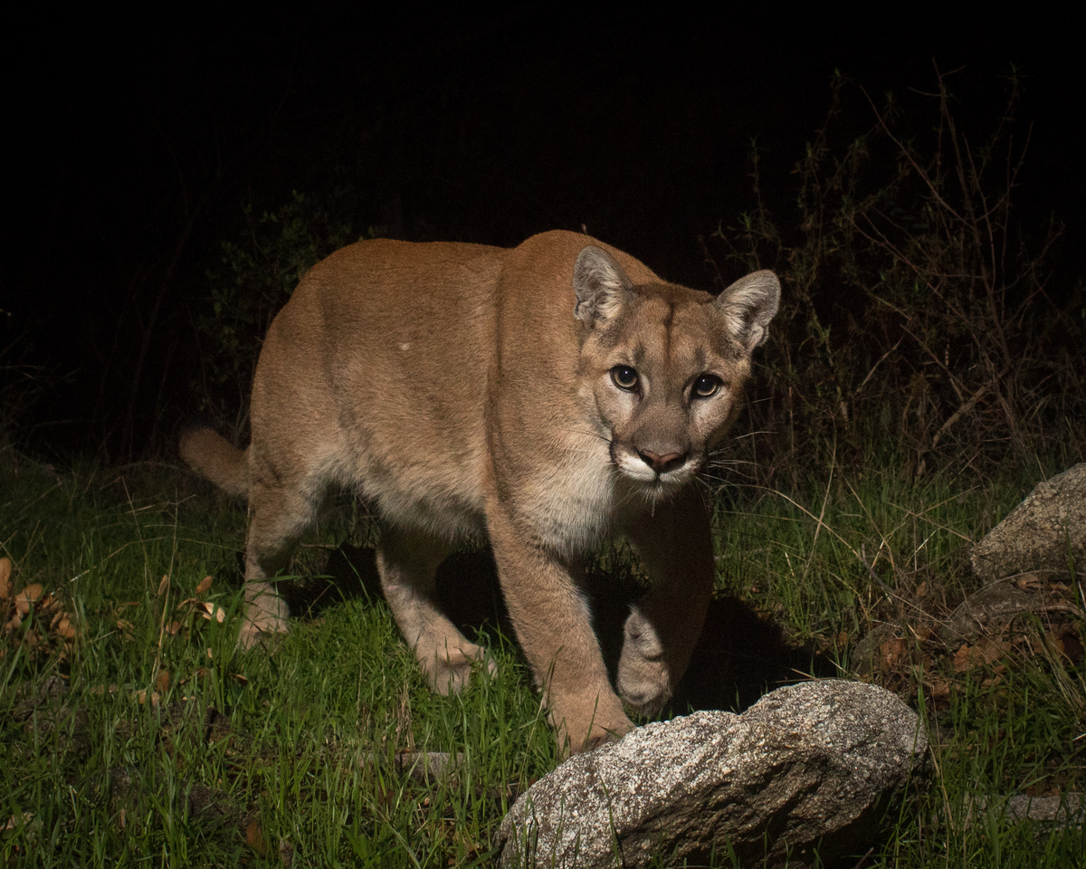 Merch Cougar — NO Canyon Hills