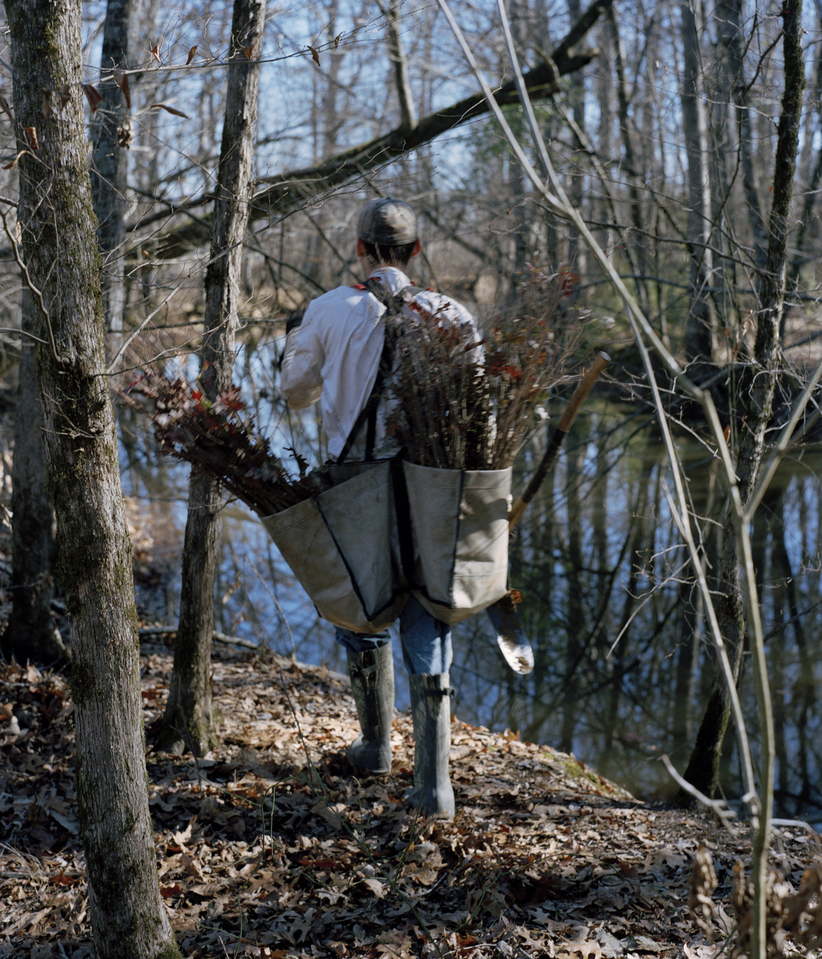 Sowing the Forests — Adam Neese dot com