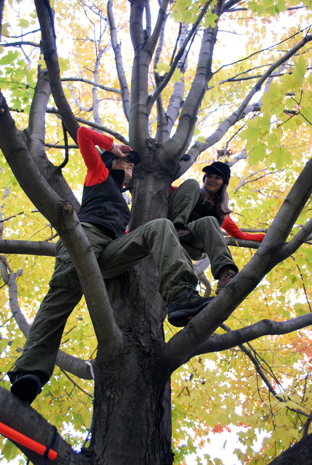 Arbornauts — amandawhite