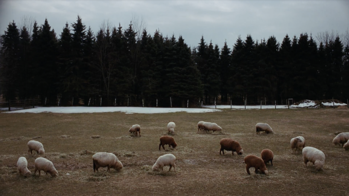 Shepherdess — Mina Kim Fitzpatrick