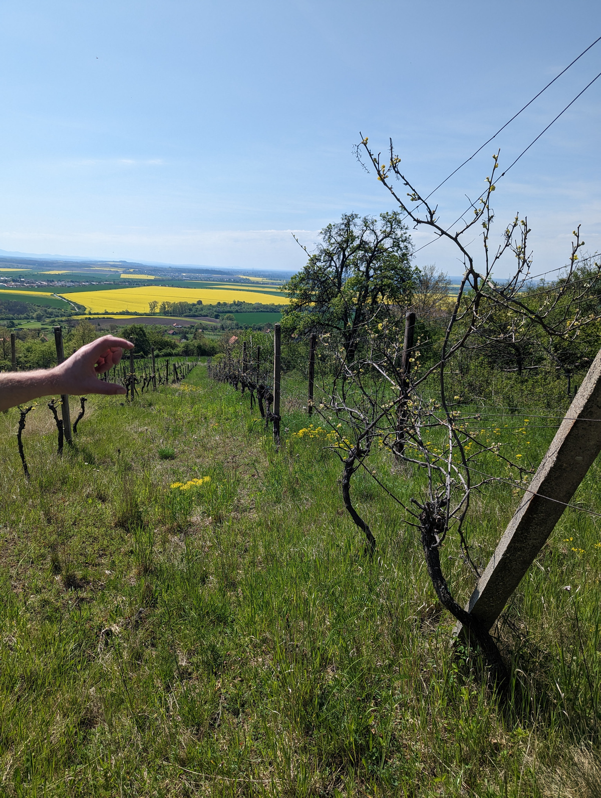 UNITED CELLARS OF TEKOV — black lamb wine - importer of wine exotica