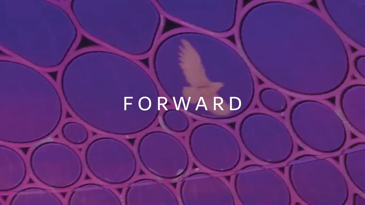 Expo Falcon - — Layan Attari